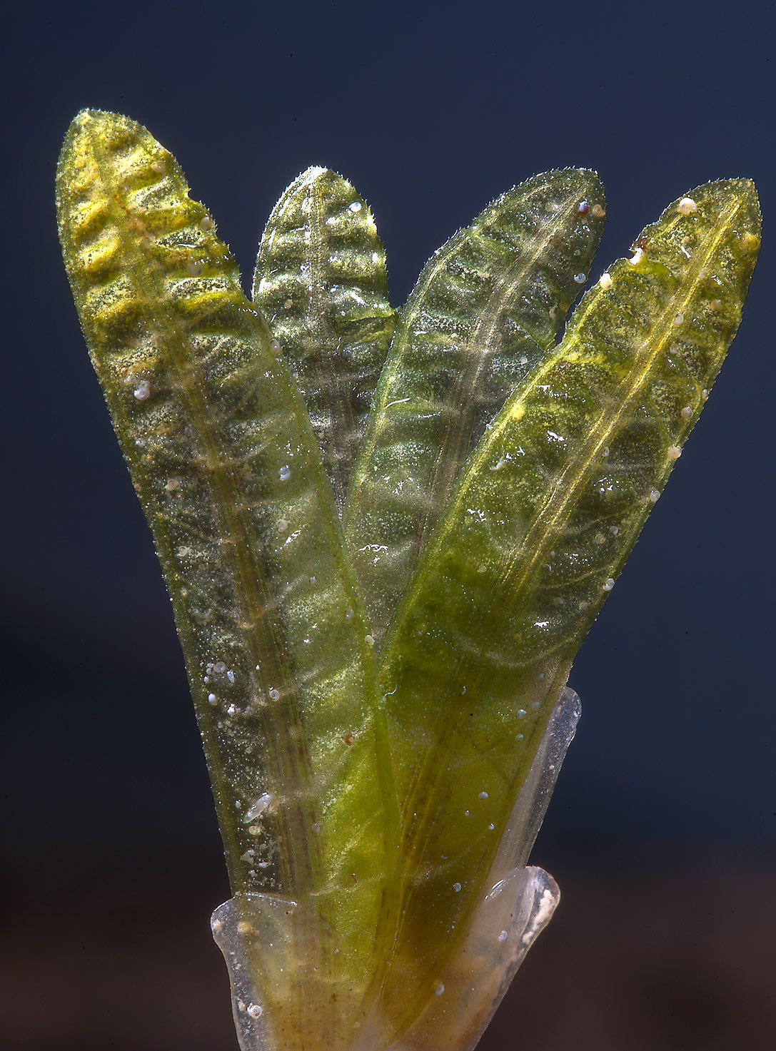 UVI Researchers Seek Public's Help To Stop Invasive Sea Grass In VI ...