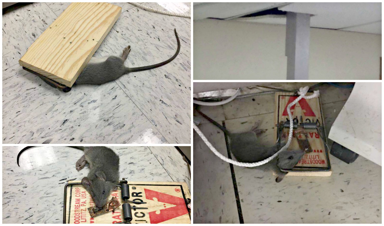 Dept. Of Labor Office In St. Thomas Has Reoccurring Rat Problem, Where ...