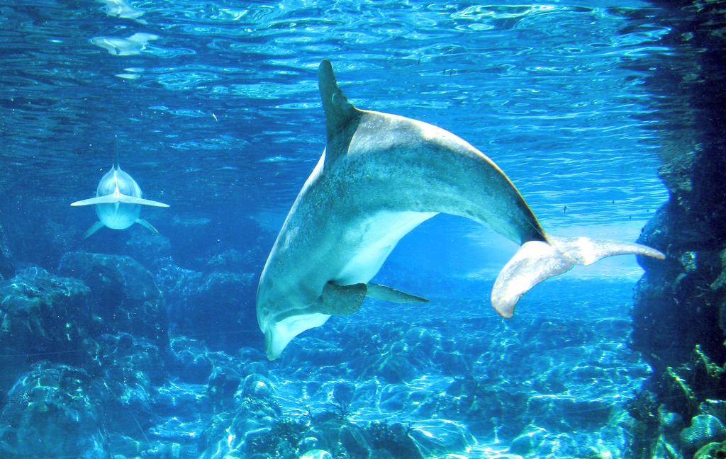 Coral World Announces Construction Of In-Ocean Dolphin Habitat - V.I ...